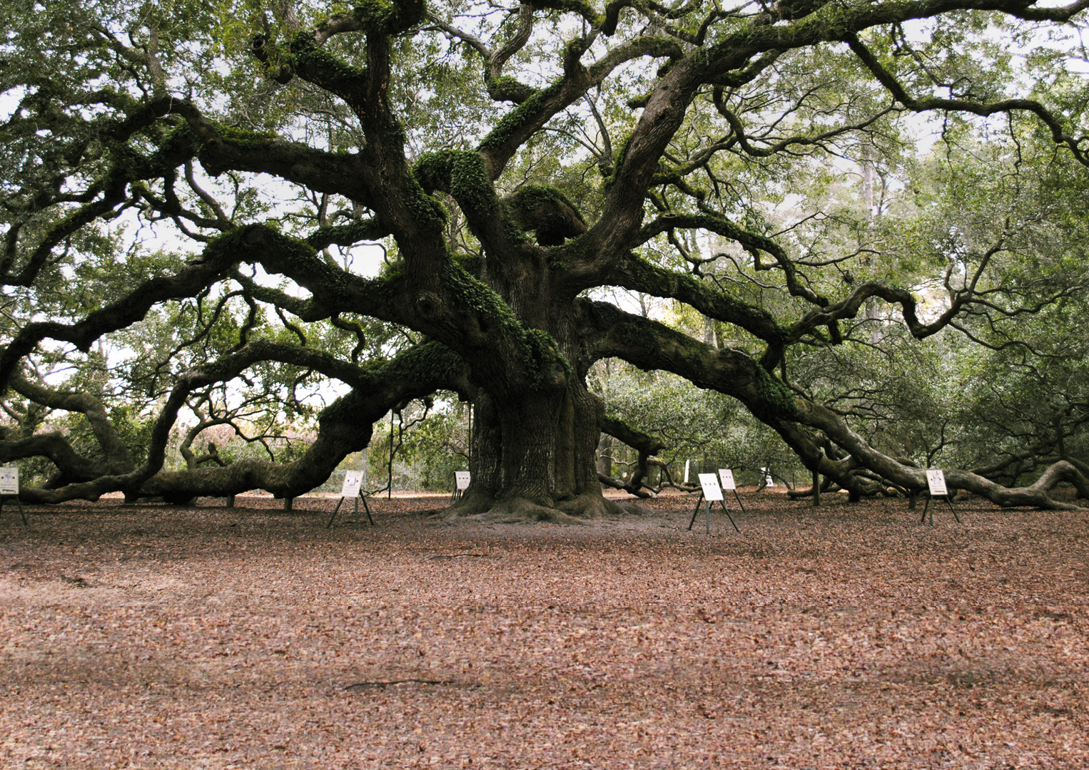 The Krav Maga Family Tree | Kravology